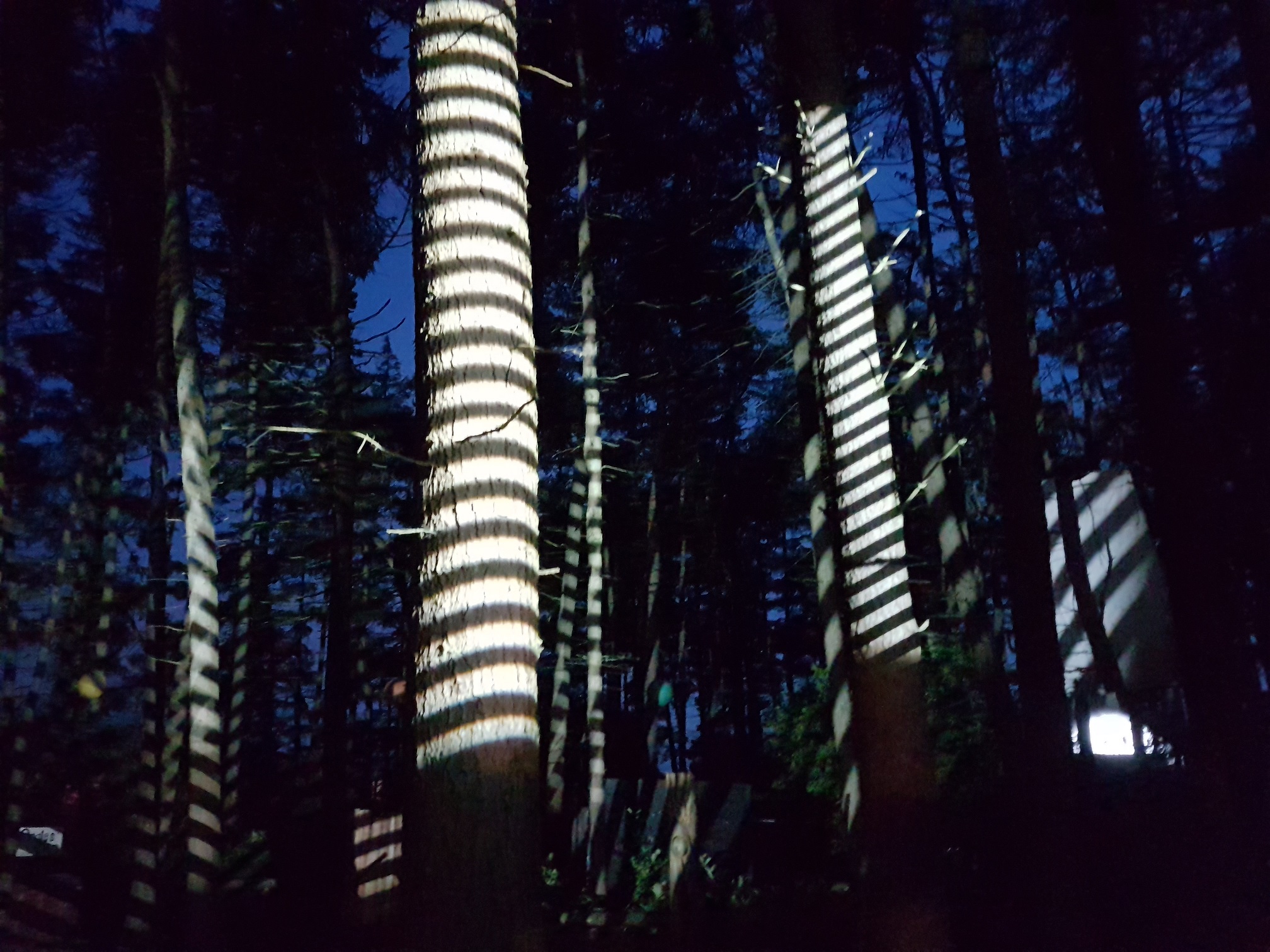 Projections On Buildings And Trees